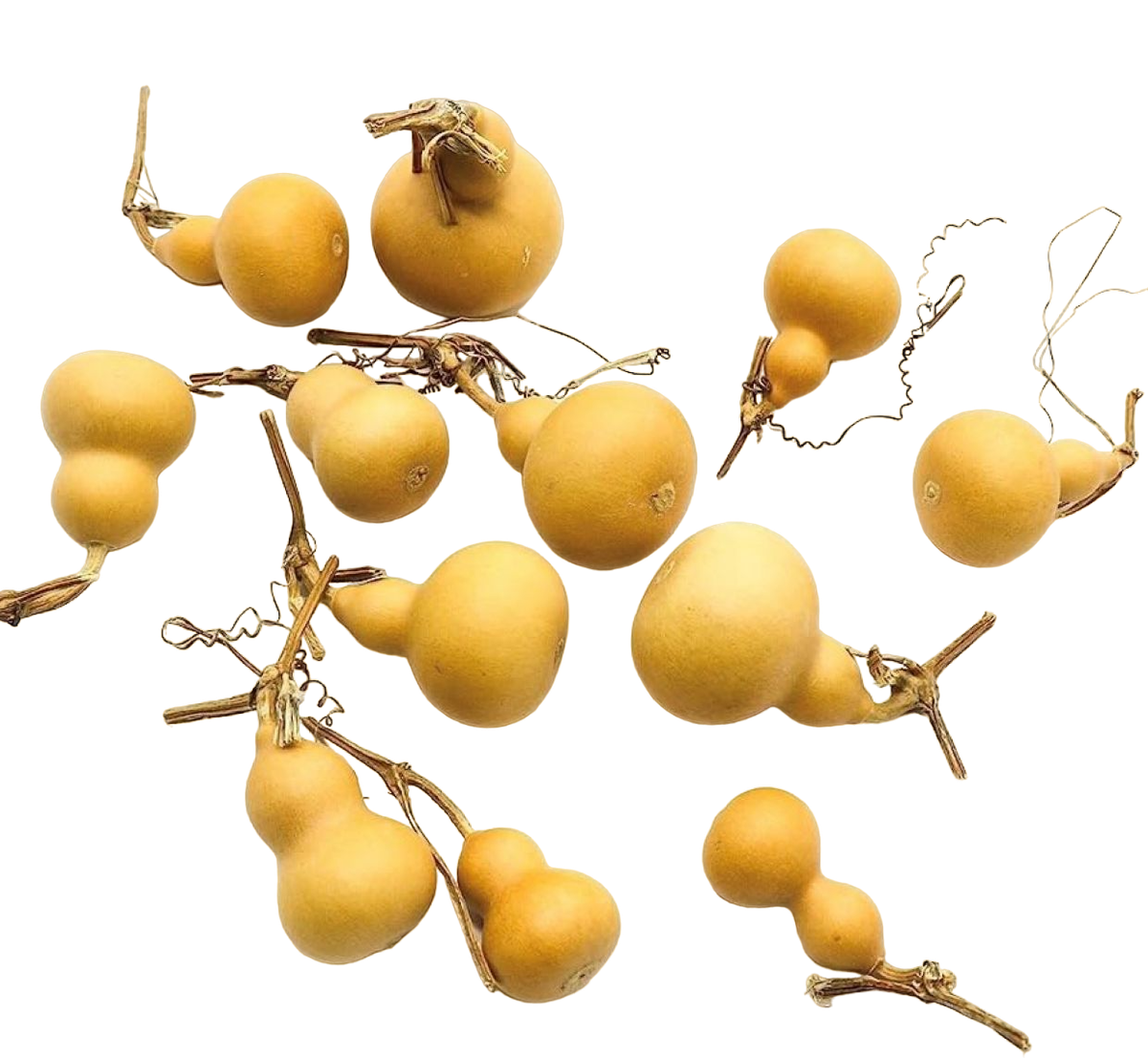 Mini Natrual Dried Calabash Home Deco | Shop Today. Get it Tomorrow ...