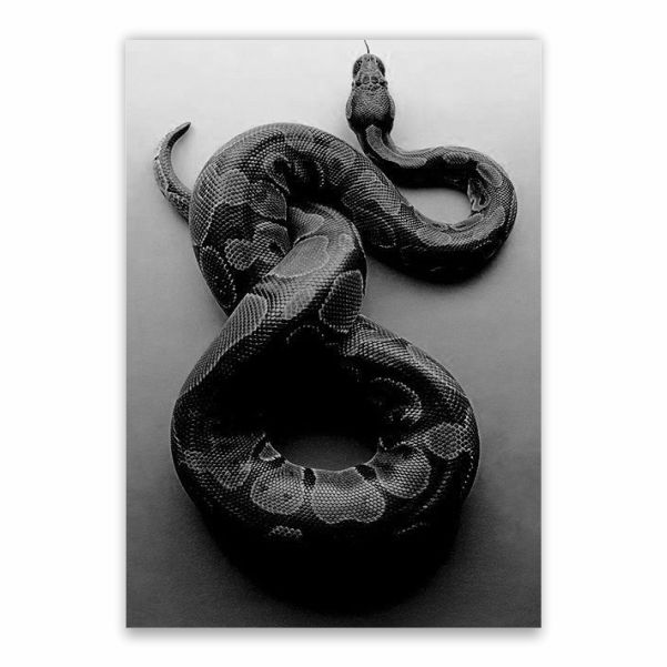 Anaconda Snake Poster - A1 | Shop Today. Get it Tomorrow! | takealot.com