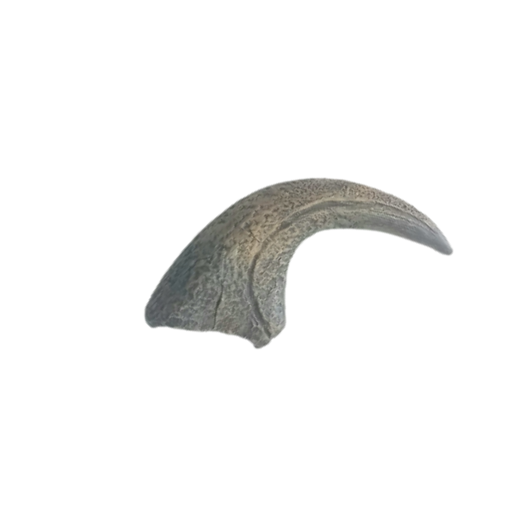 Fossilized Bambiraptor Claw | Shop Today. Get it Tomorrow! | takealot.com