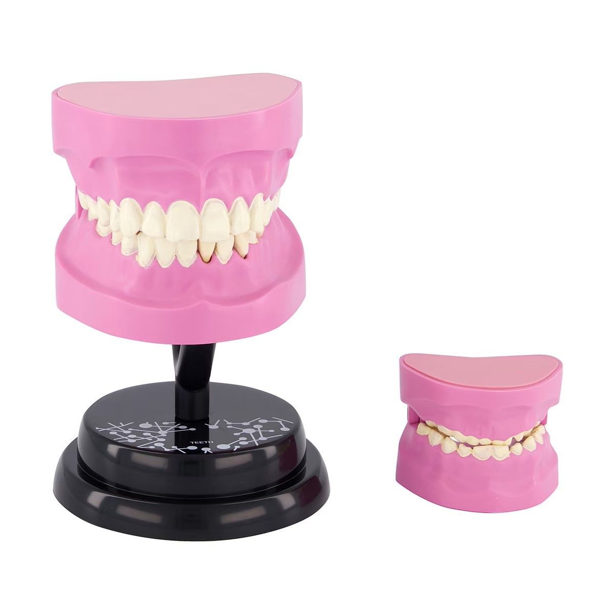 STEM Augmented Reality - Dental Teeth Professional Model | Shop Today ...