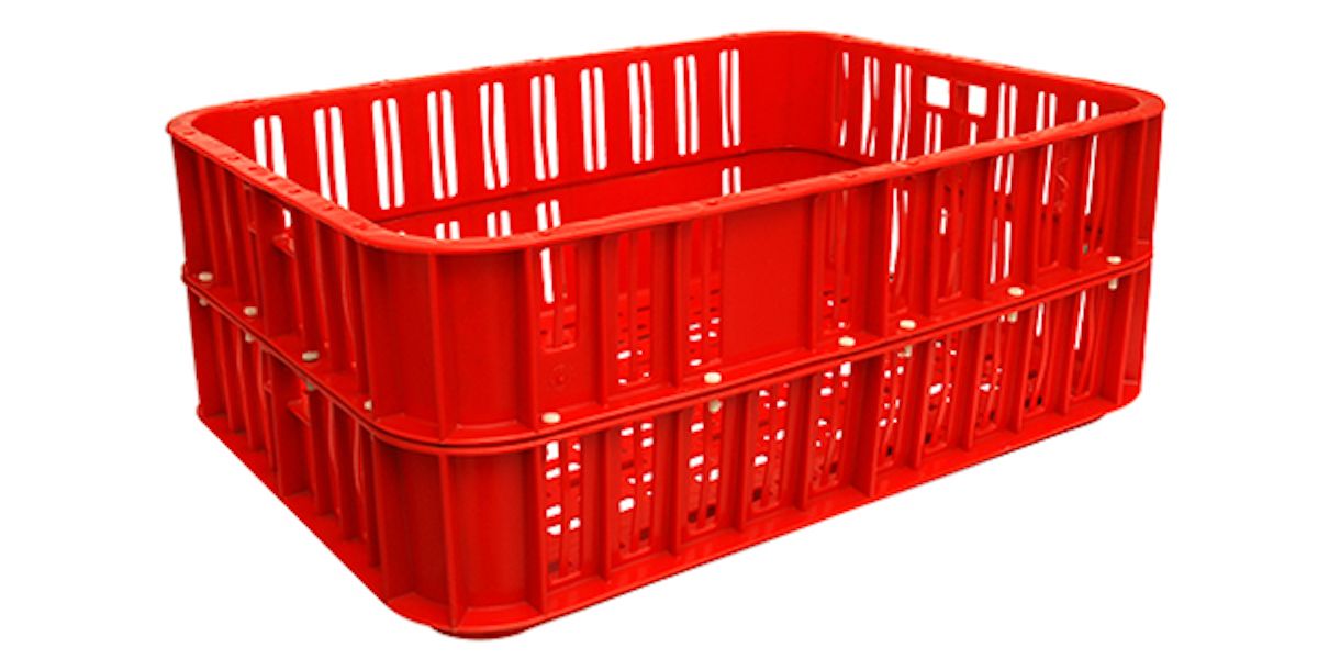 Open Live Bird Crate Shop Today Get It Tomorrow Takealot