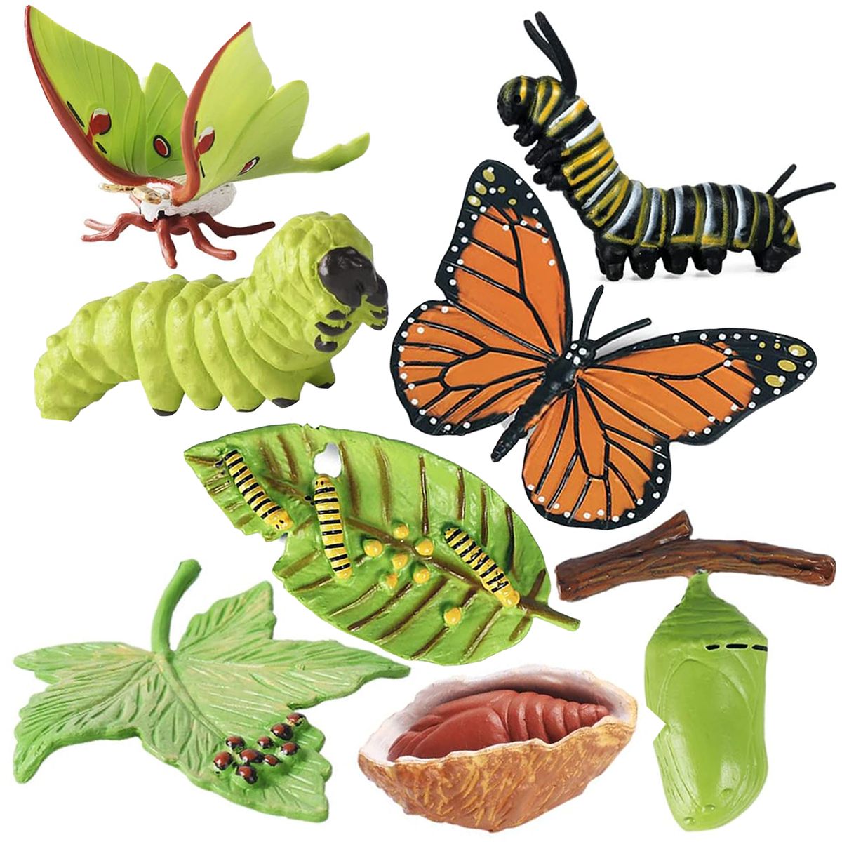 Monarch Butterfly Life Growth Cycle & Actias Ningpoana Montessori Kids ...