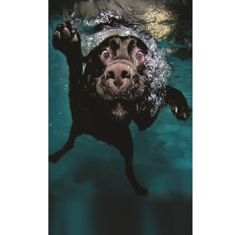 Wheelie Bin Stickers - Pimp My Bin - Dog 2 | Buy Online in South Africa ...