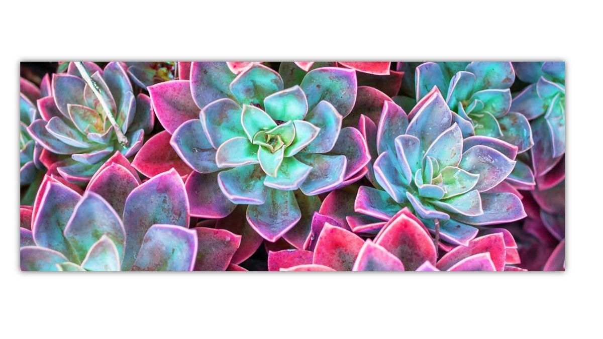 Bright Succulent Full Desk XL Gaming and Office mouse Pad | Shop Today ...