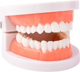 Standard Dental Teeth Model | Shop Today. Get it Tomorrow! | takealot.com