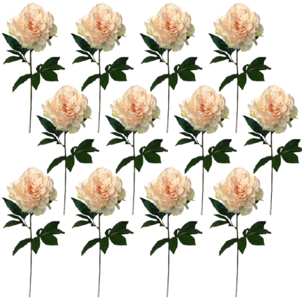 Toolhome Blossoms - Peony - Champagne (Pack of 12 Stems) - 71cm | Shop ...