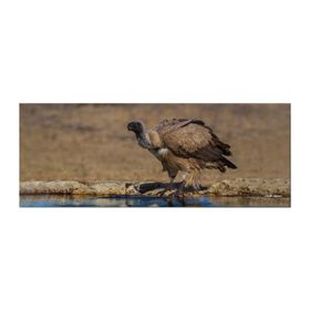 Cape Vulture Drinking Large Desk Pad By Annette Heymans | Shop Today ...