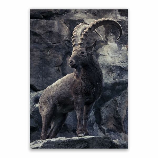 Mountain Goat Poster - A1 | Shop Today. Get it Tomorrow! | takealot.com
