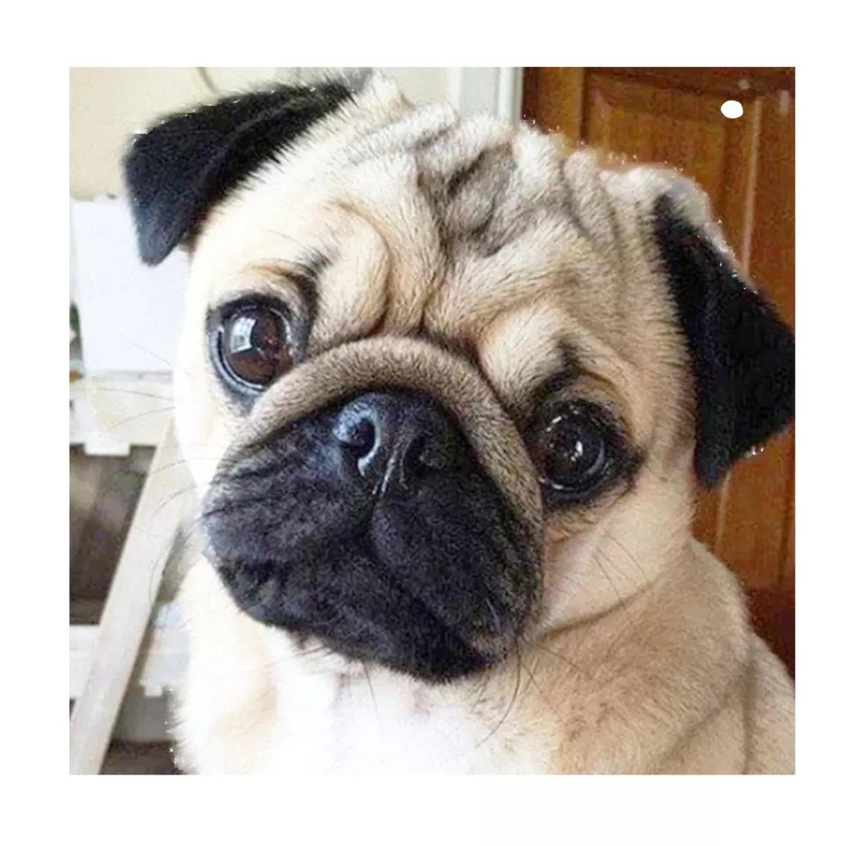 Cute Pug Diamond Painting Kit | Shop Today. Get it Tomorrow! | takealot.com