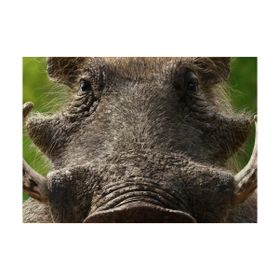 Pumbaa Realistic - A1 poster | Shop Today. Get it Tomorrow! | takealot.com
