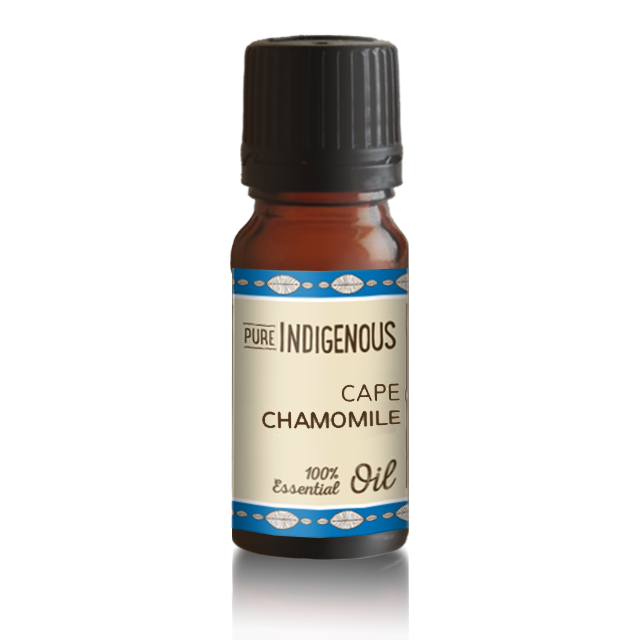 Pure Indigenous Cape Chamomile 100% Essential Oil | Shop Today. Get it ...