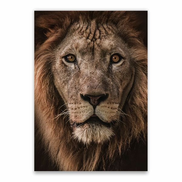 Lion Poster - A1 | Shop Today. Get it Tomorrow! | takealot.com