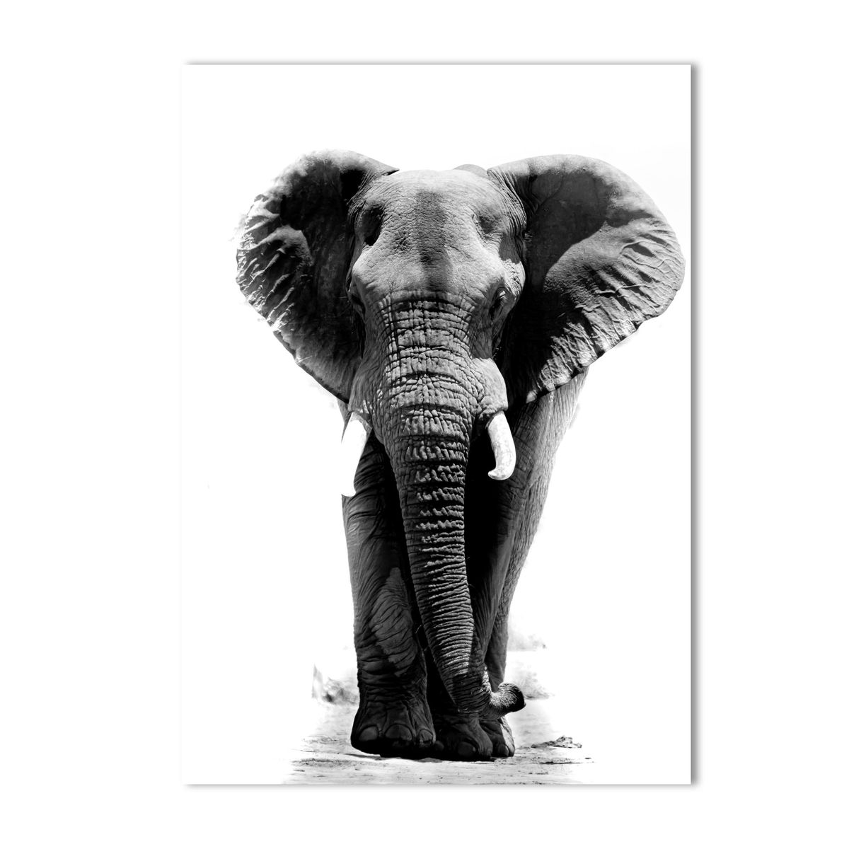 Premium Framed Canvas Print: Elephant 23 | Shop Today. Get it Tomorrow ...