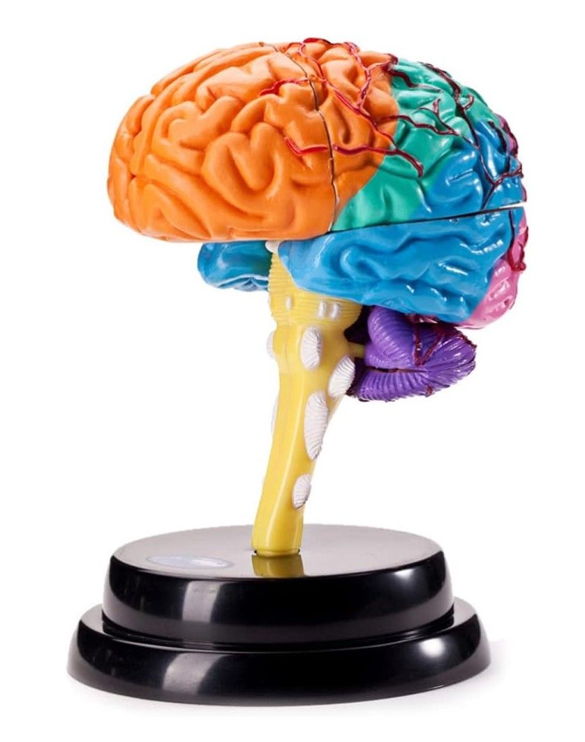 STEM Augmented Reality - Brain Professional Model | Shop Today. Get it ... STEM Augmented Reality - Brain Professional Model | Shop Today. Get it ...