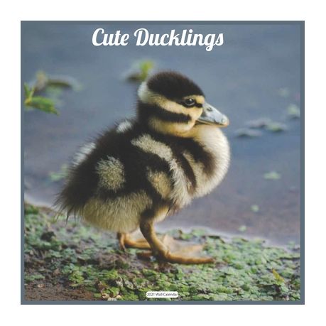 Duck 2021 Wall Calendar Paper & Party Supplies etna.com.pe