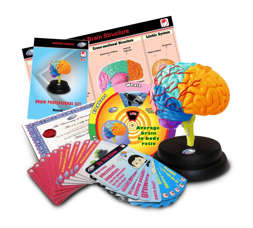 Stem Brain Professional Model Deluxe Set Shop Today Get It Tomorrow
