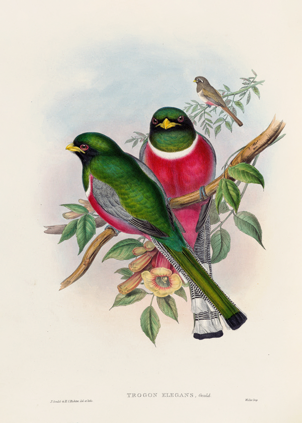 Canvas Wall Art - A Monograph of The Trogonidae or Family of Trogons ...