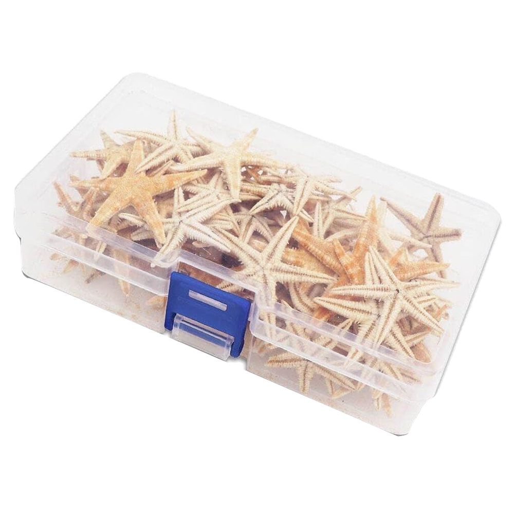 Craft Multifunctional Scrapbooking Natural Sea Shells For DIY Crafts ...