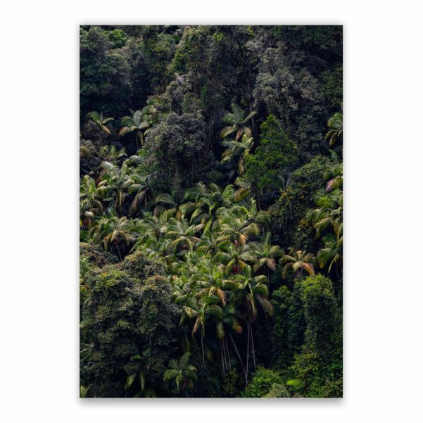 Rain Forest Trees Poster - A1 | Shop Today. Get it Tomorrow! | takealot.com