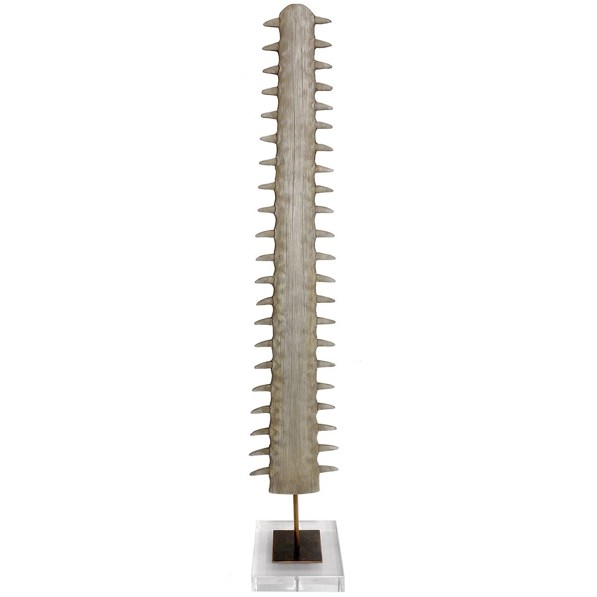 Sawfish Tusk | Shop Today. Get it Tomorrow! | takealot.com
