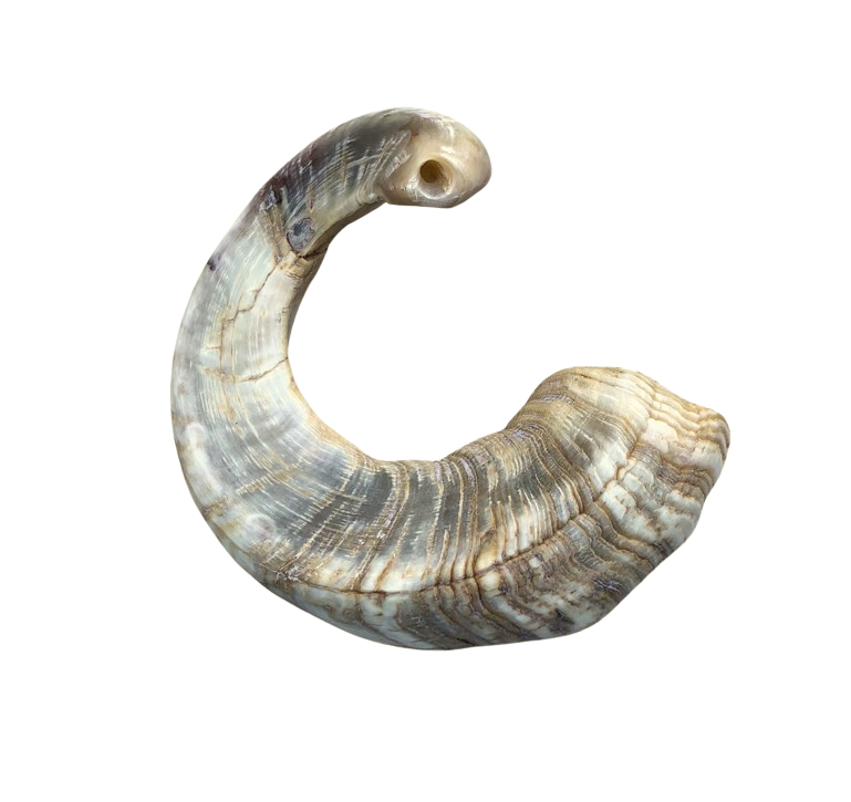 Shofar Factory - Ram's Horn Shofar - Polished | Shop Today. Get it ...