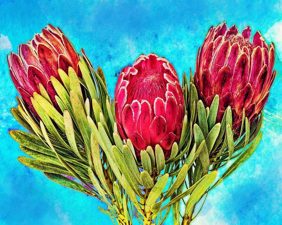 Diamond Dot Painting Trio Of Proteas 40 50 Shop Today Get It 