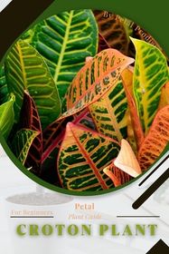 Croton plant: Prodigy Petal, Plant Guide | Shop Today. Get it Tomorrow! | takealot.com