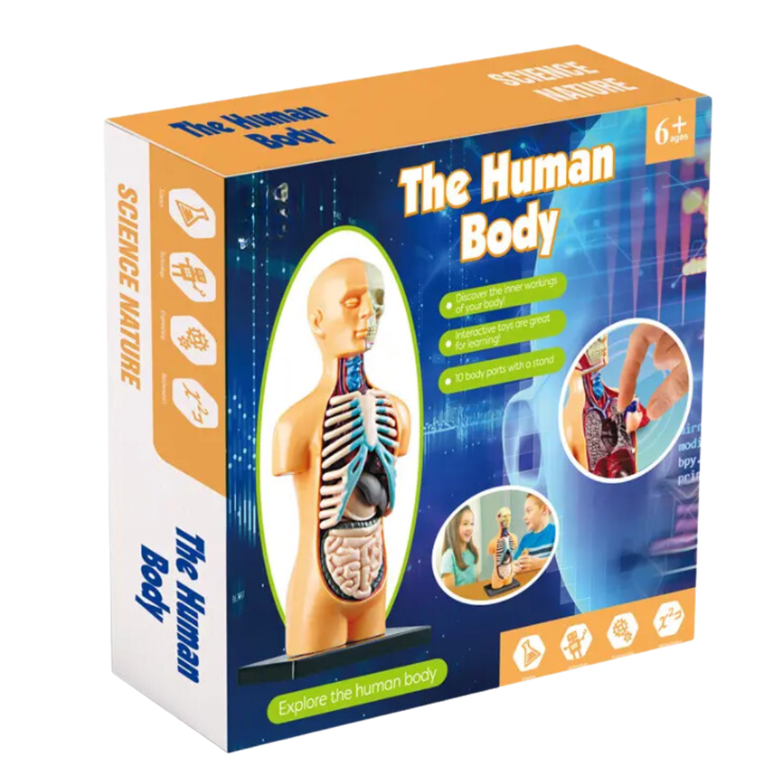 Interactive Human Body Anatomy Model Science Kit | Shop Today. Get it ...
