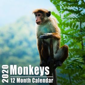 Monkeys Small Calendar 2020: Cute Monkey Photos Mini Calendar With ...