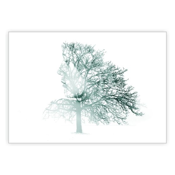 Tree Mist - A1 Poster | Shop Today. Get it Tomorrow! | takealot.com