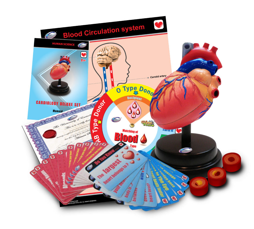 STEM Heart Cardiology Model Deluxe Set - - Interactive Heart & Blood ...