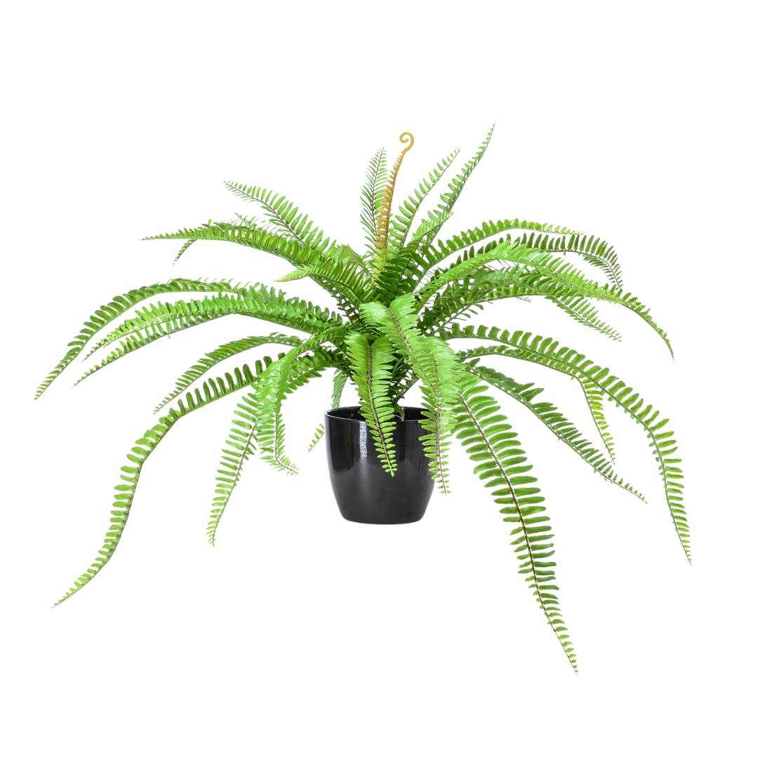 Bella The Small Boston Fern in a Black Pot | Shop Today. Get it ...