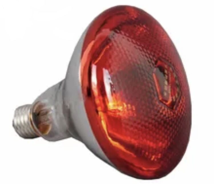 Infrared Brooder Heat Lamp Bulb 250W Max | Shop Today. Get it Tomorrow ...