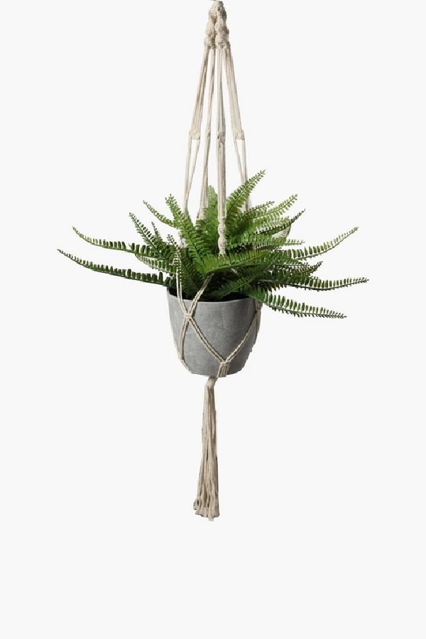 Hanging Fern | Shop Today. Get it Tomorrow! | takealot.com