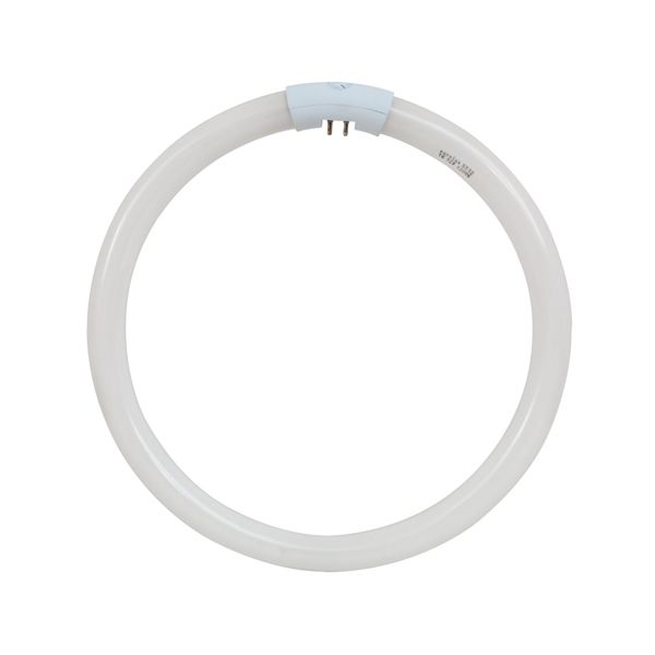 T6 Circular Light Bulb | Shelly Lighting
