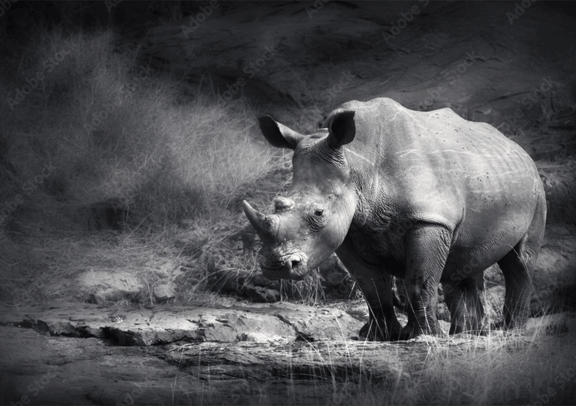 Wall Art Canvas - Rhino | Shop Today. Get it Tomorrow! | takealot.com