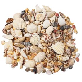 600 Mini Spiral Sea Shells for Candle Making and Epoxy Resin | Shop ...