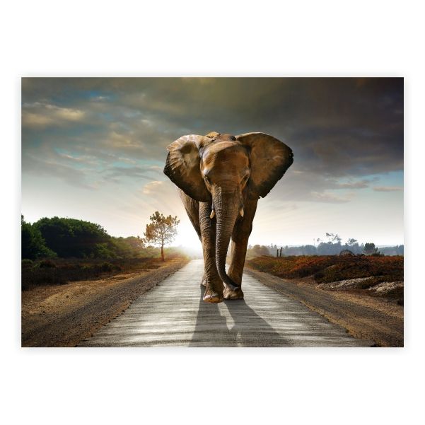 Elephant Walking Path - A1 Poster | Shop Today. Get it Tomorrow ...