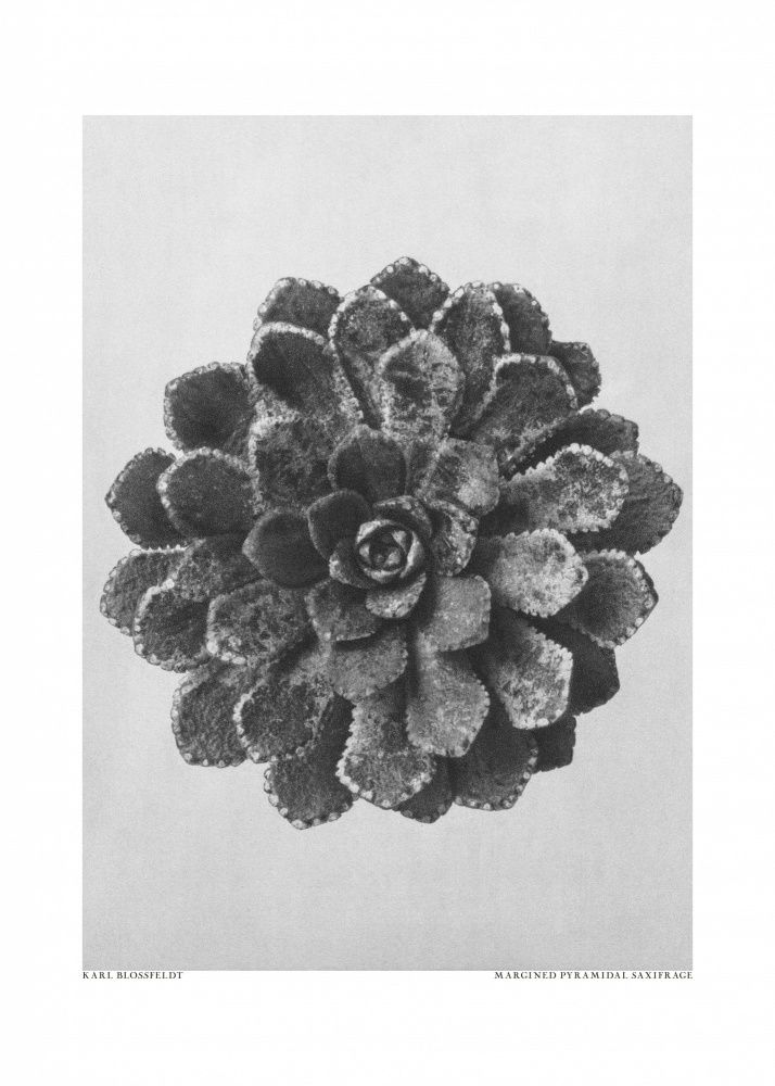 Poster - Unframed - Margined Pyramidal Saxifrage | Shop Today. Get it ...