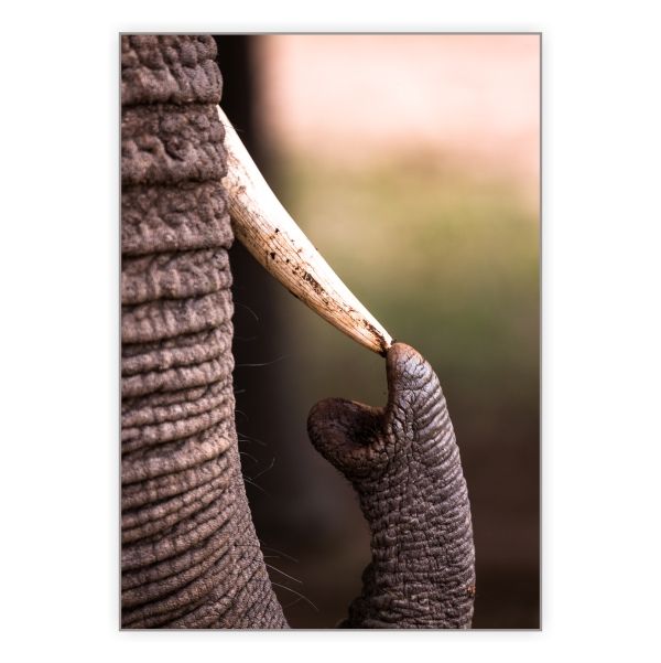 African Elephant Trunk - A1 Poster | Shop Today. Get it Tomorrow ...