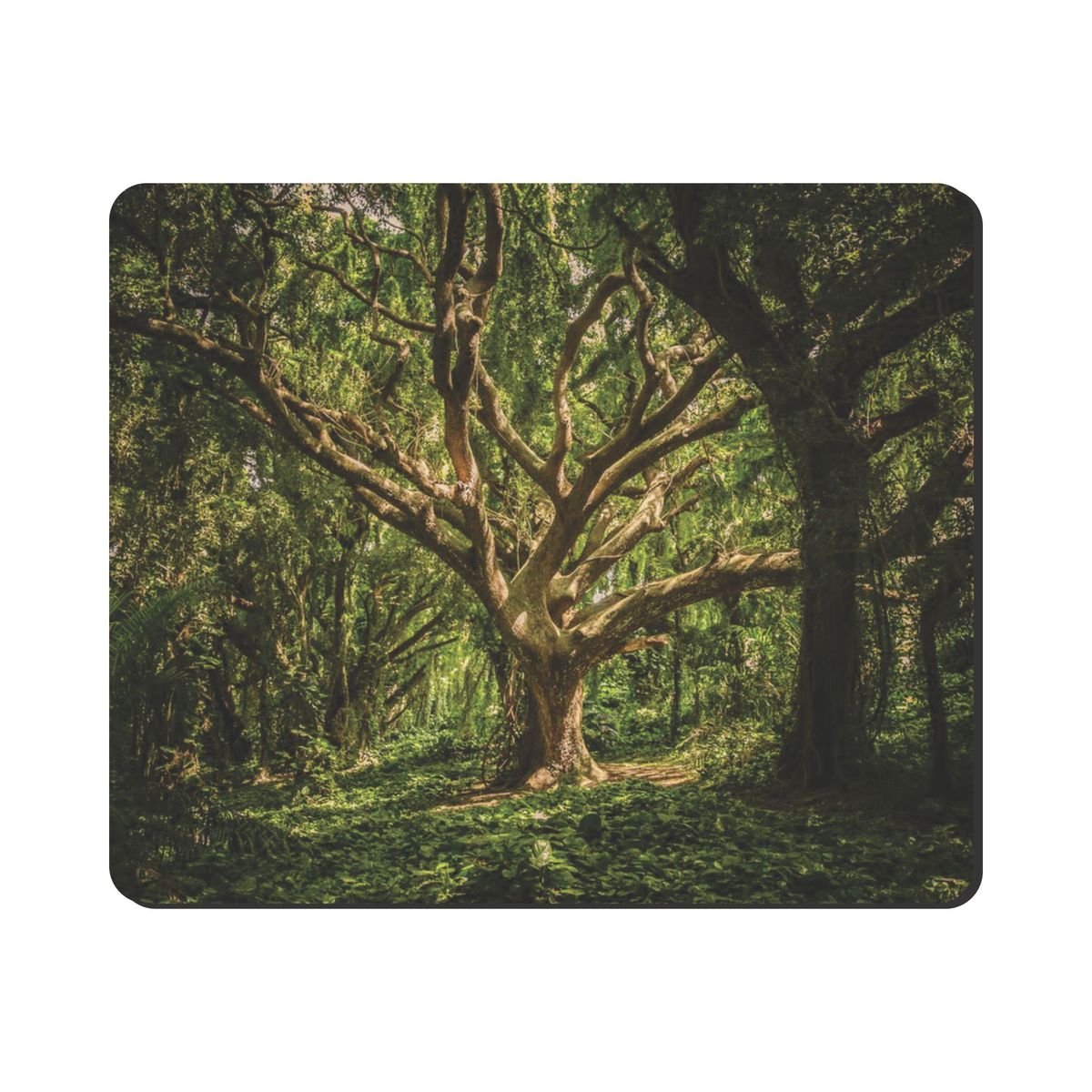 Mouse Pad - Tree In Woods | Shop Today. Get it Tomorrow! | takealot.com