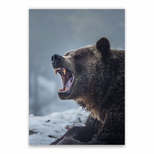 Bear Roar Poster - A1 | Shop Today. Get it Tomorrow! | takealot.com