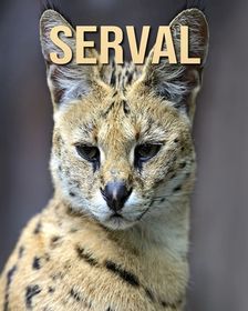 Serval: Fascinating Serval for Kids with Stunning Pictures! | Buy ...