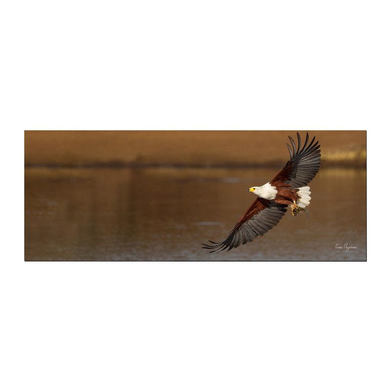 african fish eagle visarend flyby Large Desk Pad By Fanie Heymans ...