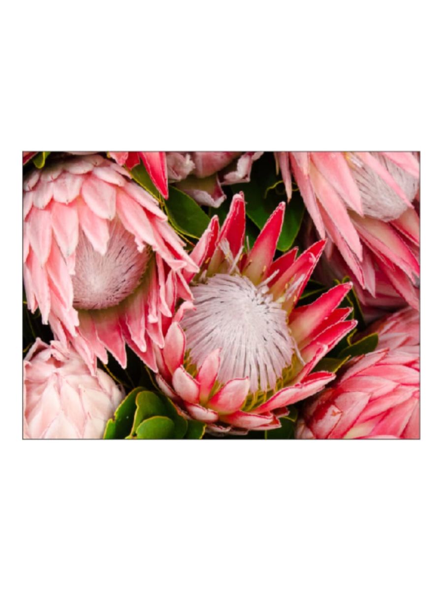Pink Protea Printed Mousepad | Shop Today. Get it Tomorrow! | takealot.com