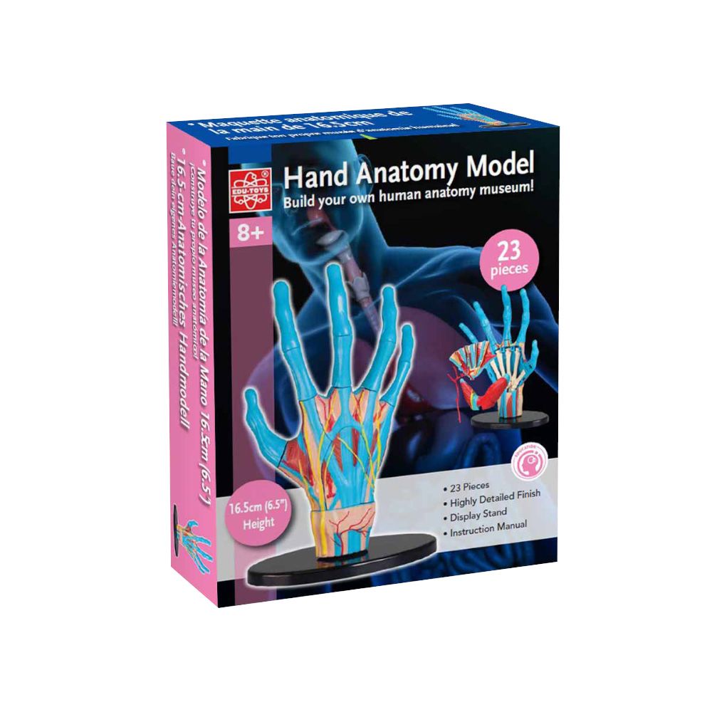 Edu-Science Hand Anatomy Model: 23 Pieces | Shop Today. Get it Tomorrow ...