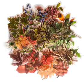 40 Piece Transparent Seasonal plants Assorted Decor Stickers Variety ...