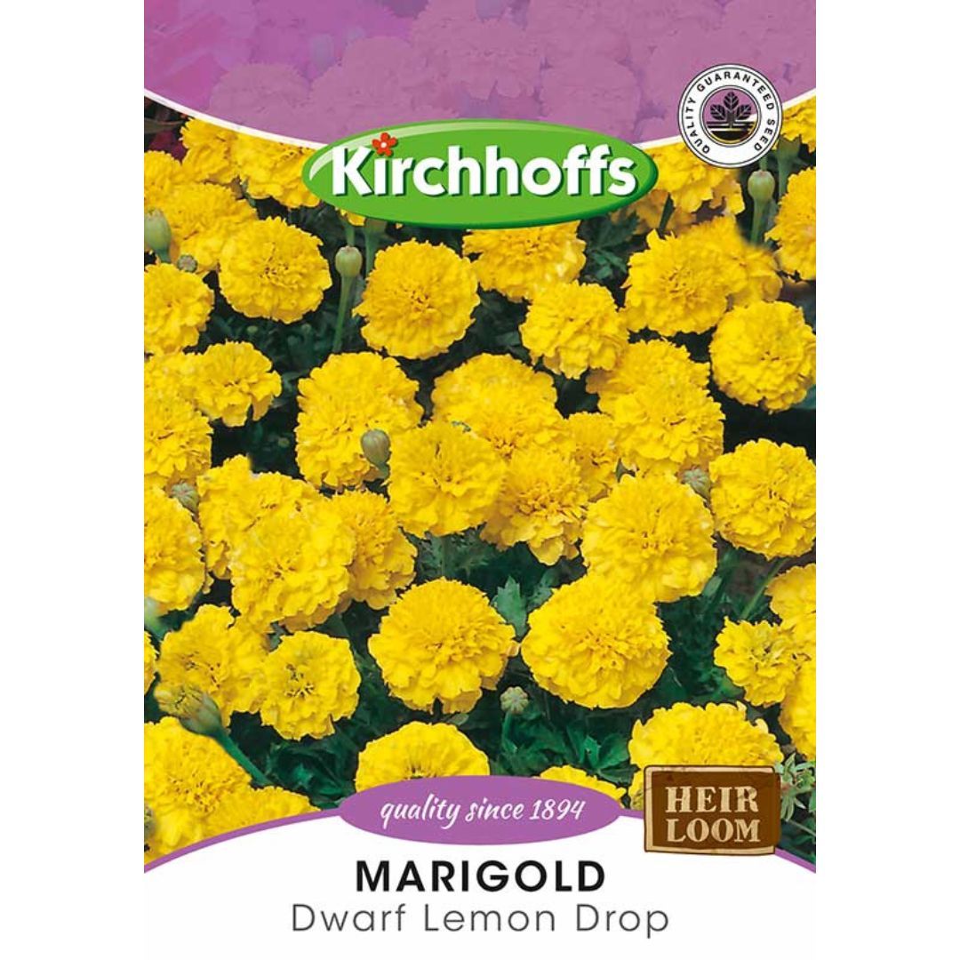 Kirchhoffs Marigold Dwarf Lemon Drop Seeds | Shop Today. Get it ...