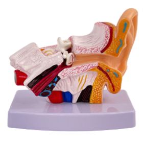 Hobby Large Human Ear Anatomical Model With Base - 12cm | Shop Today ...