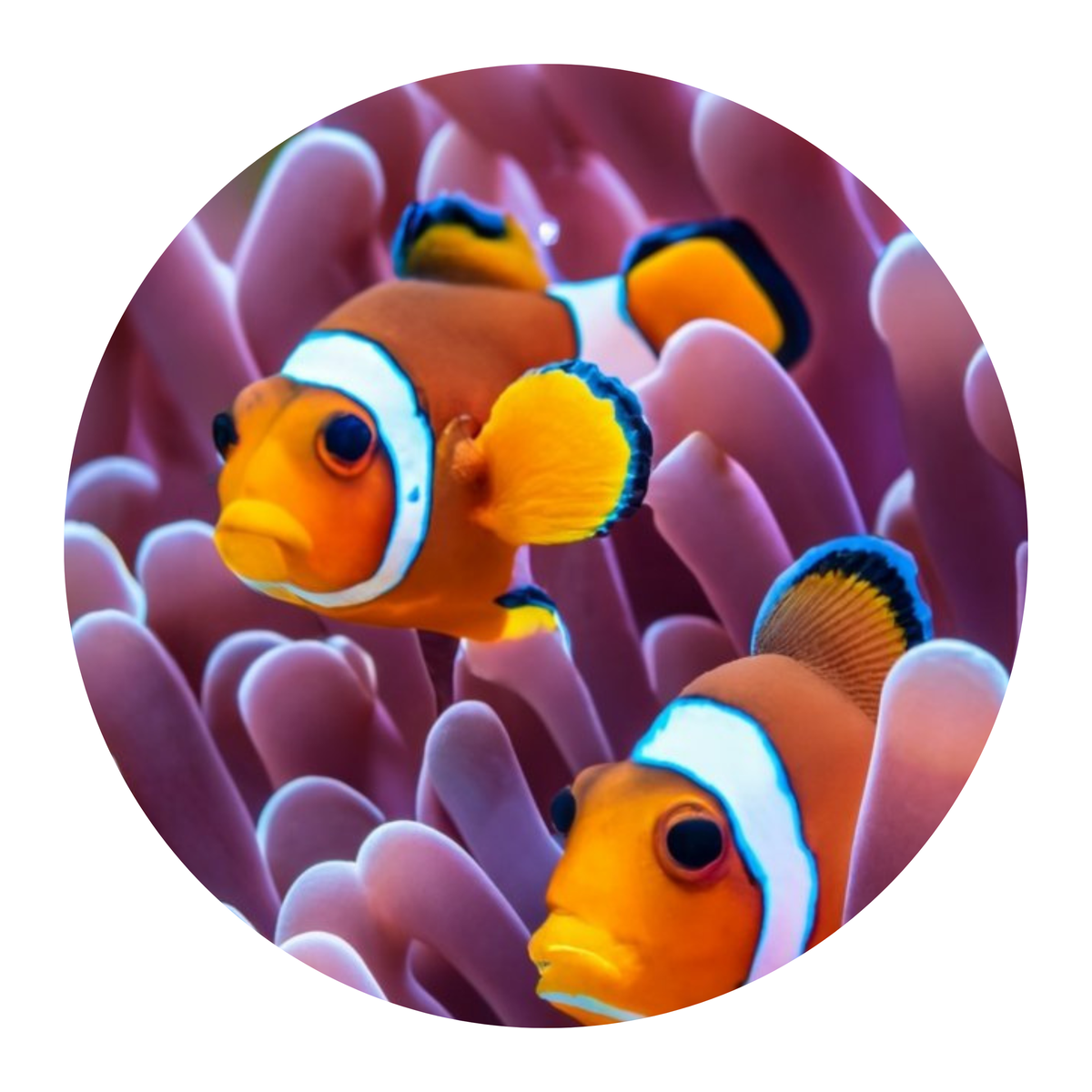 Ocean fish - Custom printed mousepad | Shop Today. Get it Tomorrow ...